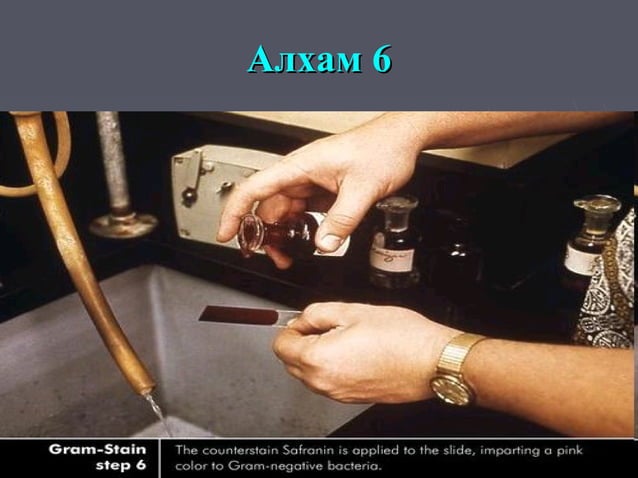 Gram staining altanzul | PPT