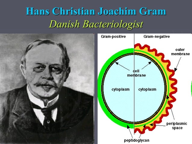 Gram staining altanzul | PPT
