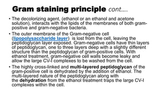 GRAM STAINING- GLM.pptx