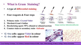 Gram Staining Technique | PPTX