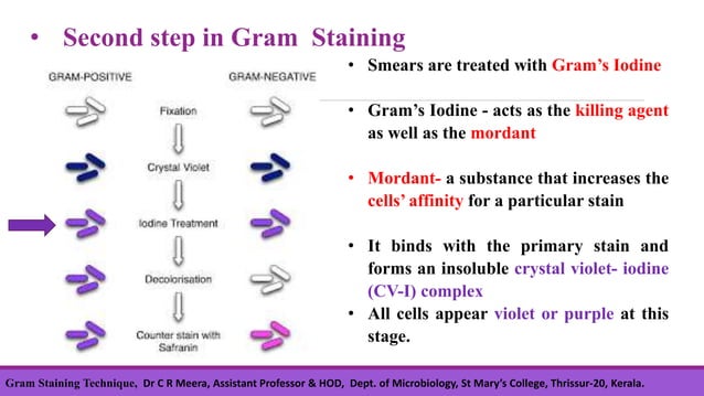 Gram Staining Technique | PPTX