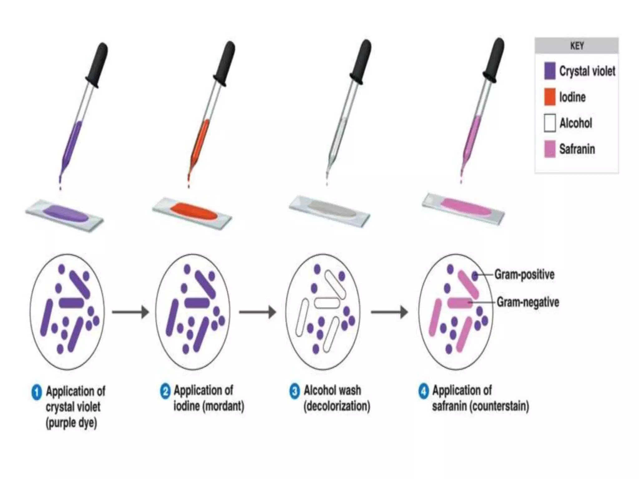 Gram staining method for Bacteria | PPTX