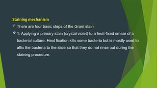 Gram staining (1).pptx about gram staini | PPT