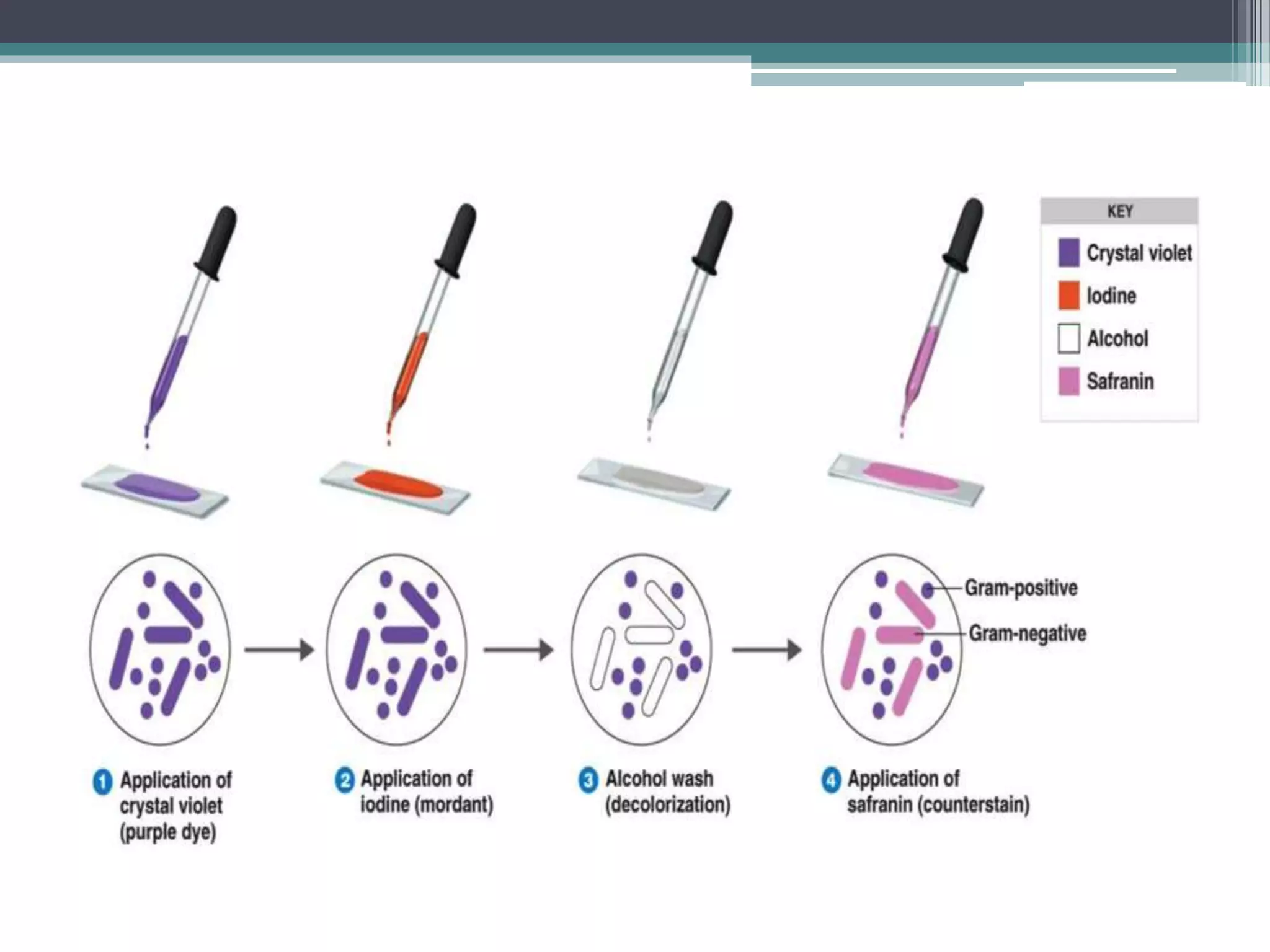 Gram staining Demo.pptx