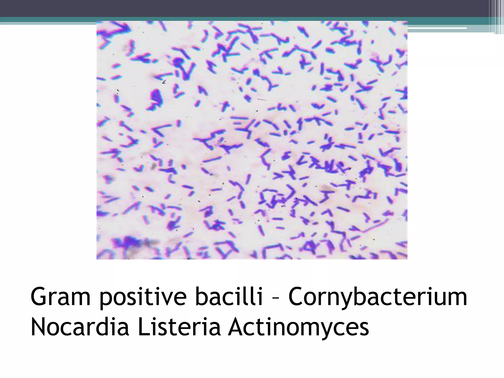Gram staining Demo.pptx