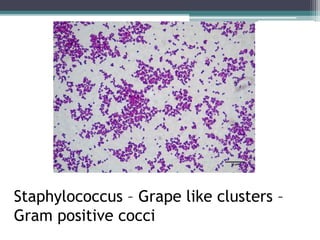 Gram staining Demo.pptx