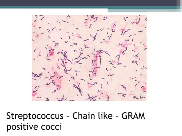 Gram staining Demo.pptx