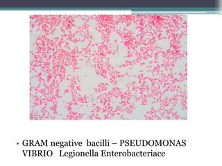 Gram staining Demo.pptx