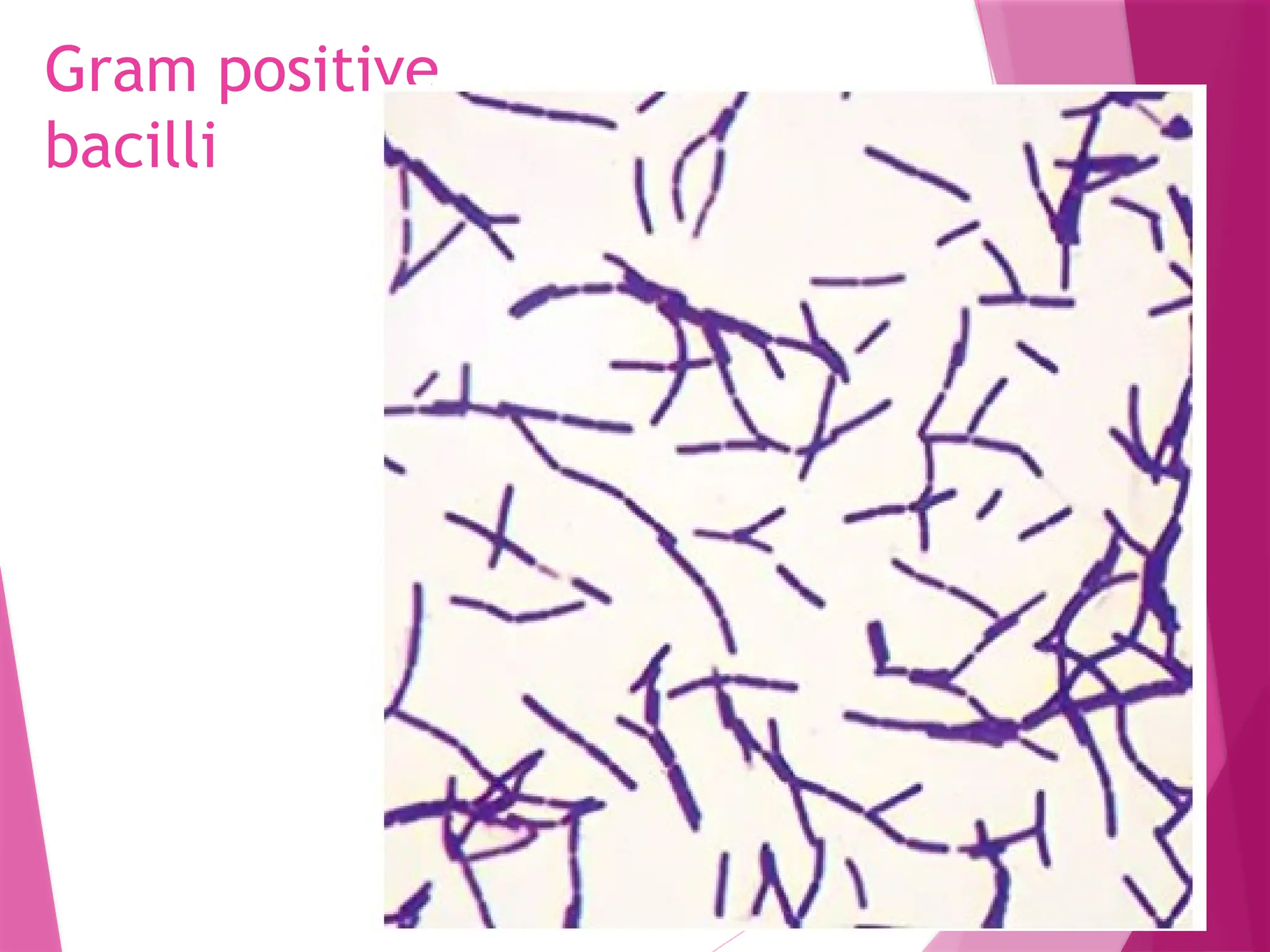 Gram staining Dr. ANJANA PRINCE 10.8.23.pptx
