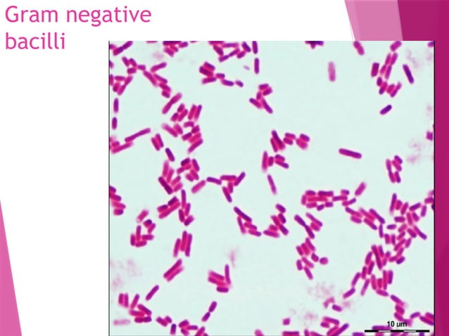 Gram staining Dr. ANJANA PRINCE 10.8.23.pptx