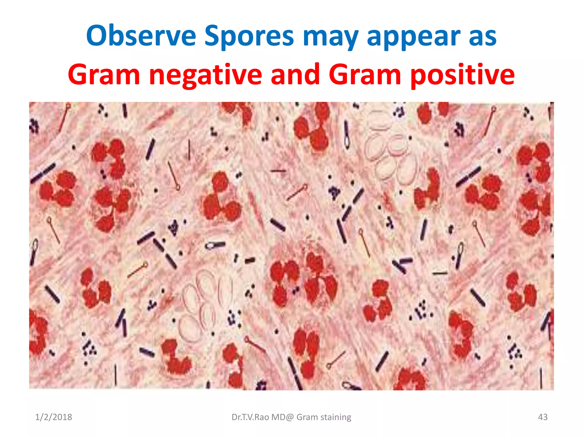 Gram Staining i n Clinical Microbiology by Dr.T.V.Rao MD | PPTX