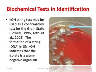 Gram Staining i n Clinical Microbiology by Dr.T.V.Rao MD | PPTX