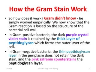 How Do Gram Stains Work