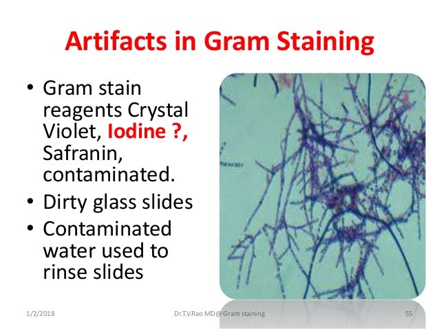 Gram Staining i n Clinical Microbiology by Dr.T.V.Rao MD