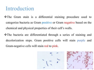 Gram Staining PDF.pdf