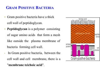 Gram Staining PDF.pdf