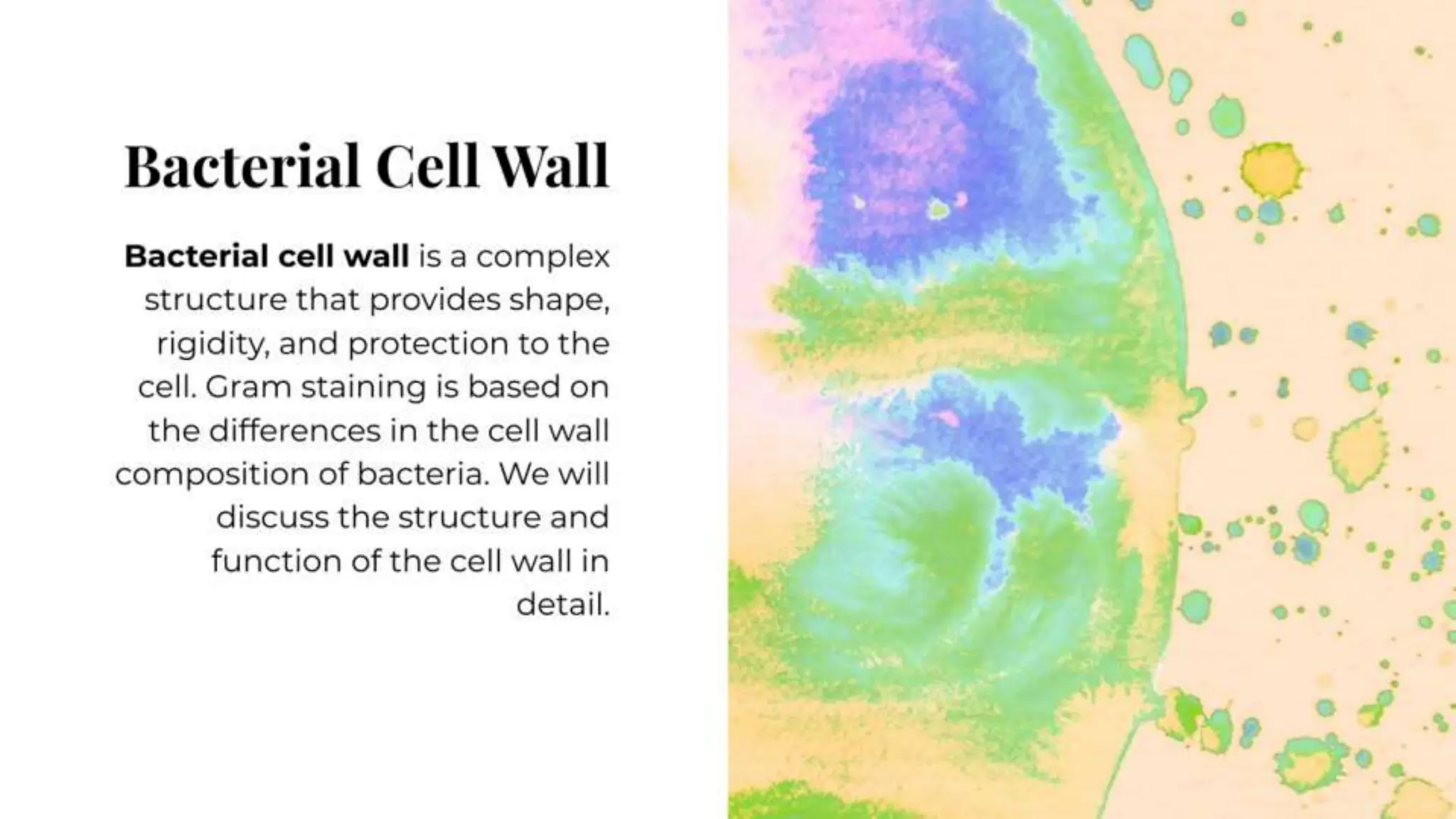 Exploring Gram Staining: A Comprehensive Guide to Bacterial Cell Wall Classification | PPT