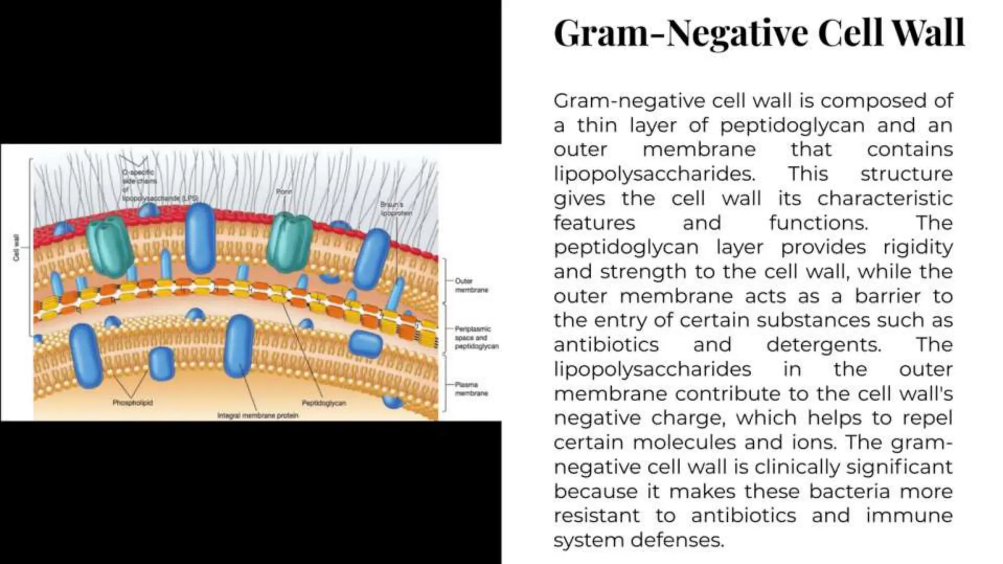 Exploring Gram Staining: A Comprehensive Guide to Bacterial Cell Wall ...