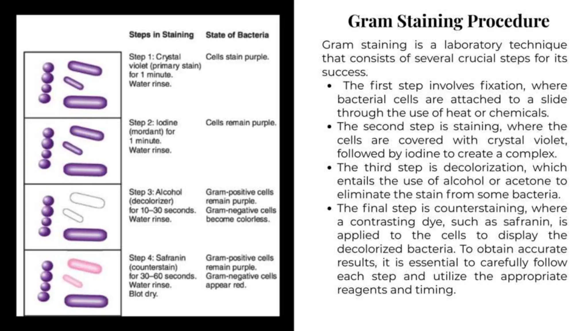 Exploring Gram Staining: A Comprehensive Guide to Bacterial Cell Wall ...