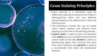 Exploring Gram Staining: A Comprehensive Guide to Bacterial Cell Wall ...