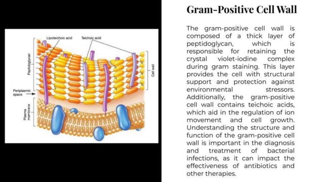 Exploring Gram Staining: A Comprehensive Guide to Bacterial Cell Wall ...