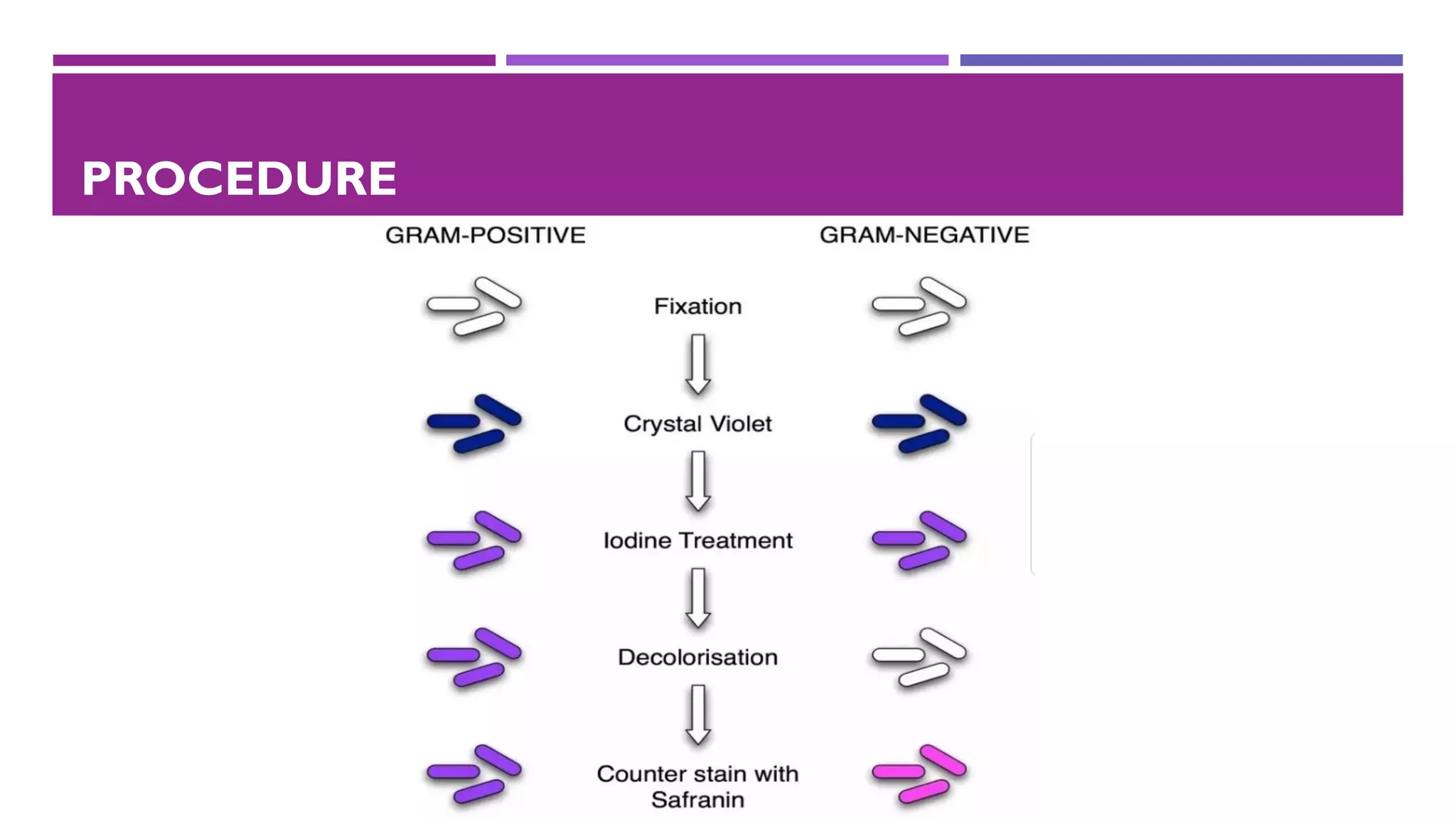 Gram Staining Technique Ppt