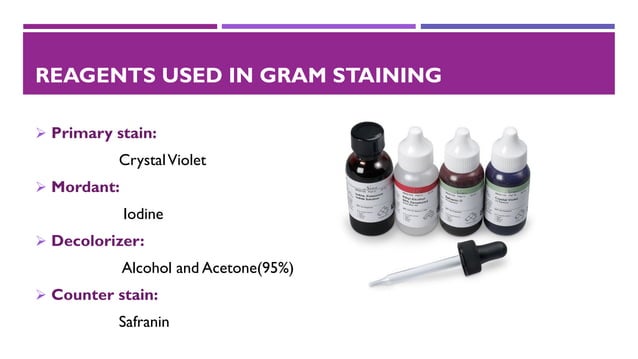 Gram staining technique | PPT