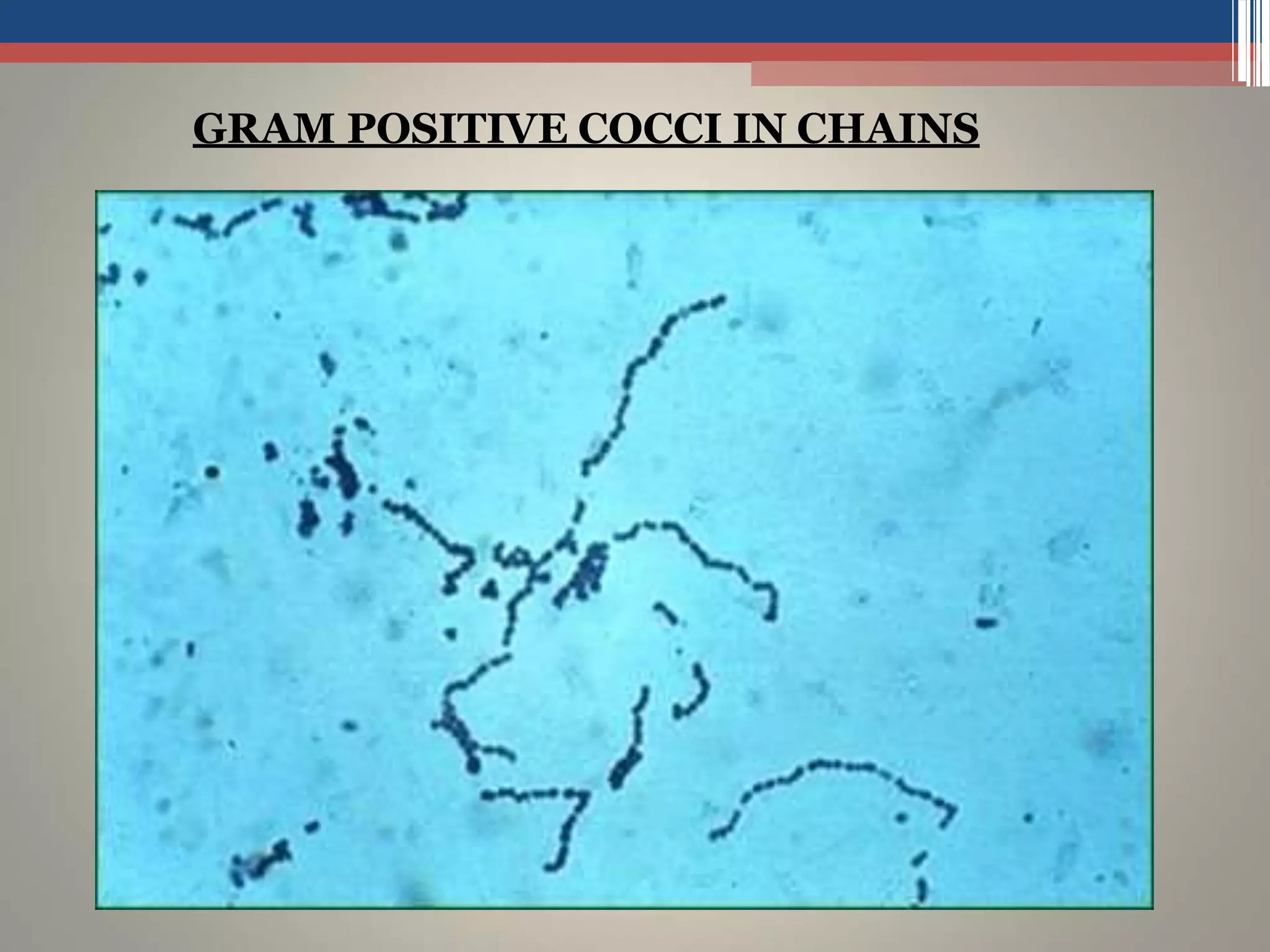 Gram staining technique.pptx
