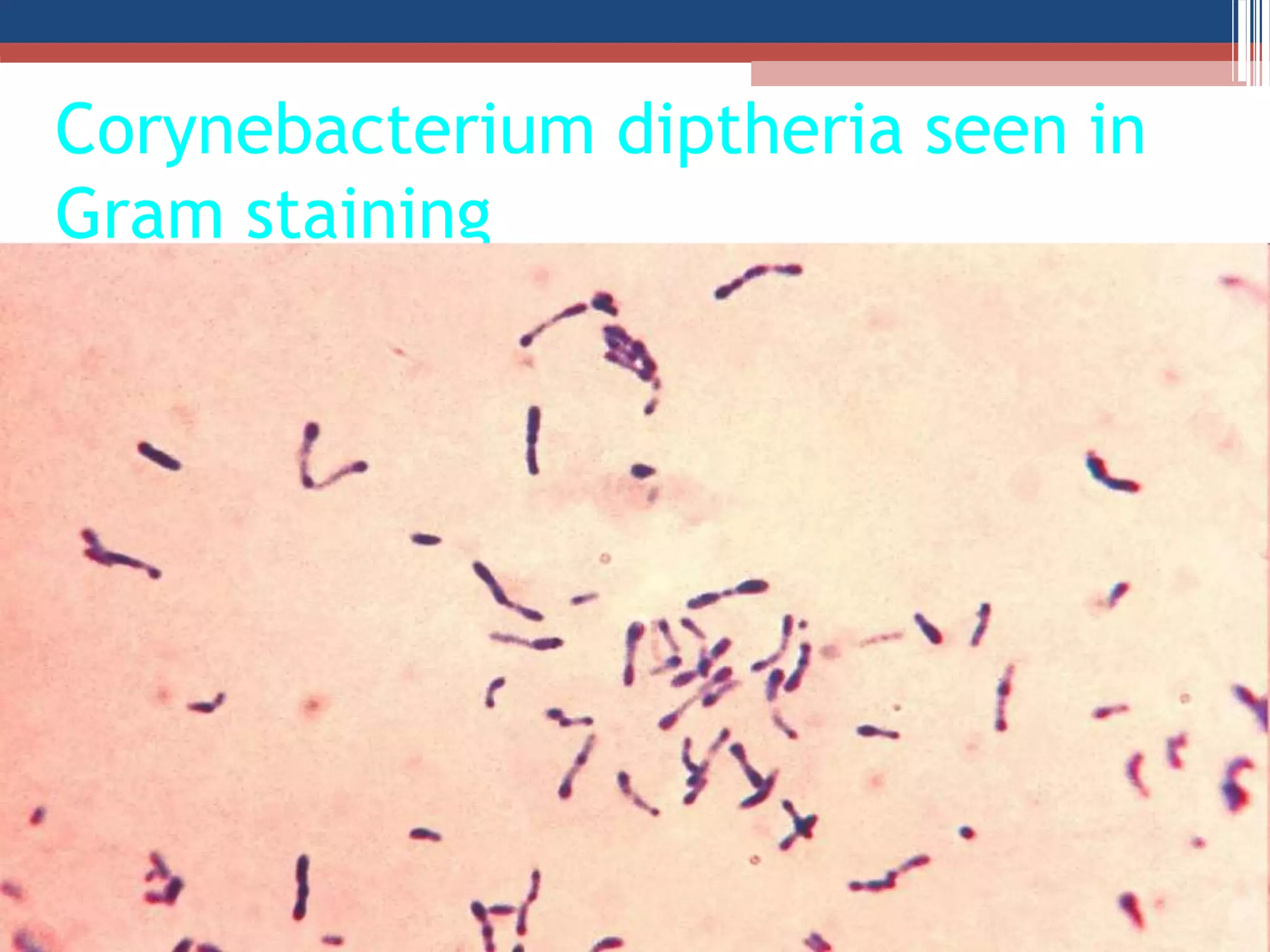 Gram staining technique.pptx