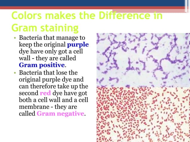 Gram staining technique.pptx