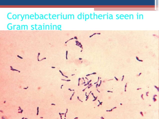 Gram staining technique.pptx