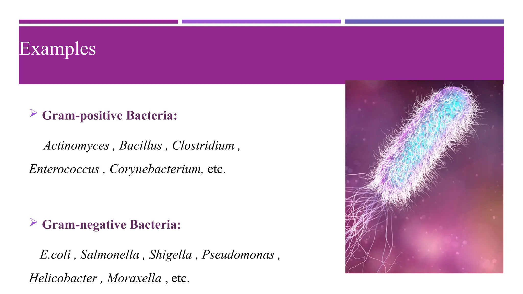 gram staining technique. identification pptx | PPTX