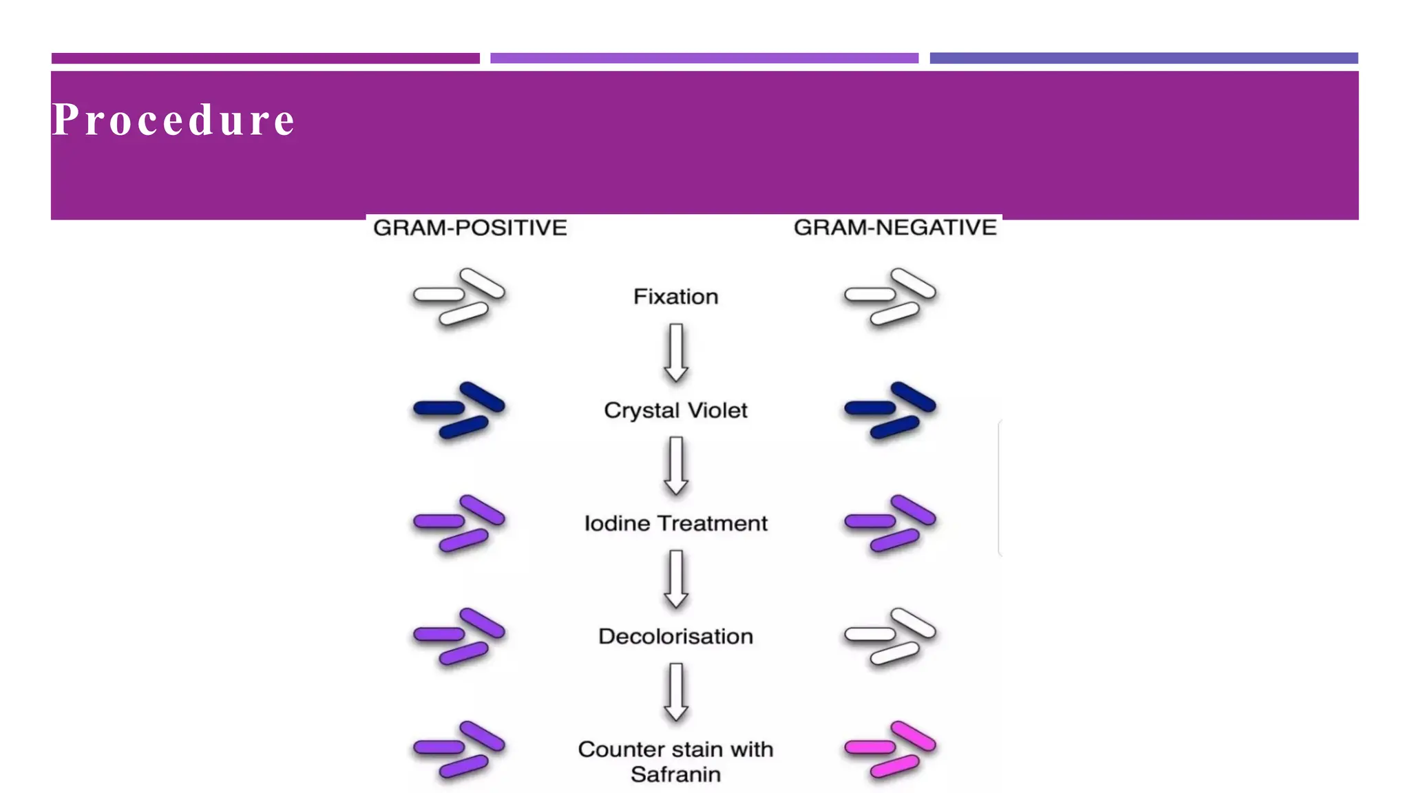 gram staining technique. identification pptx | PPTX