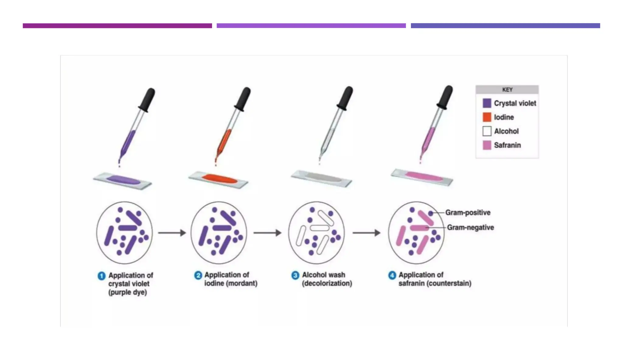 gram staining technique. identification pptx | PPTX