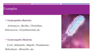 gram staining technique. identification pptx | PPTX