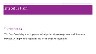 gram staining technique. identification pptx | PPTX