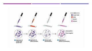 gram staining technique. identification pptx | PPTX