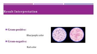 gram staining technique. identification pptx | PPTX