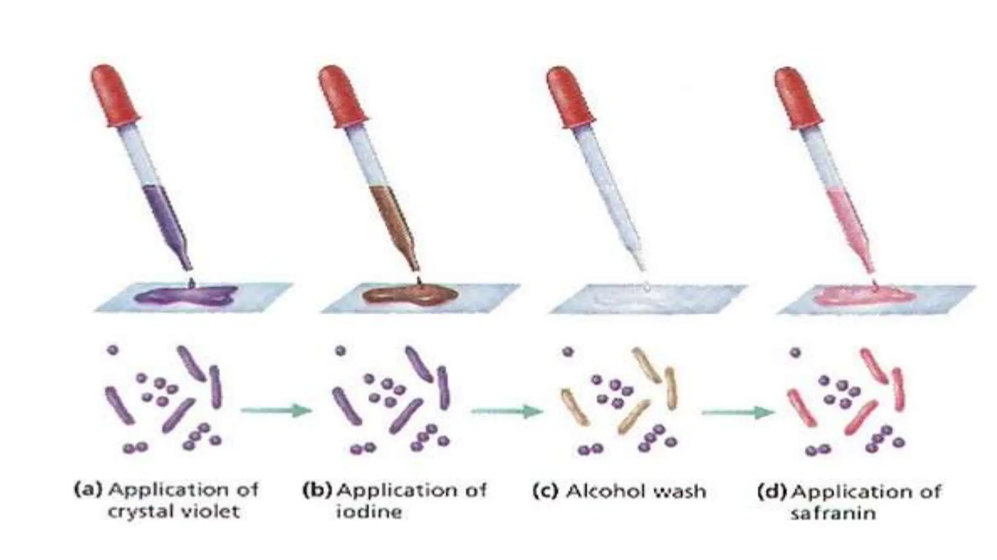 Gram staining technique for bacterial identification.ppt