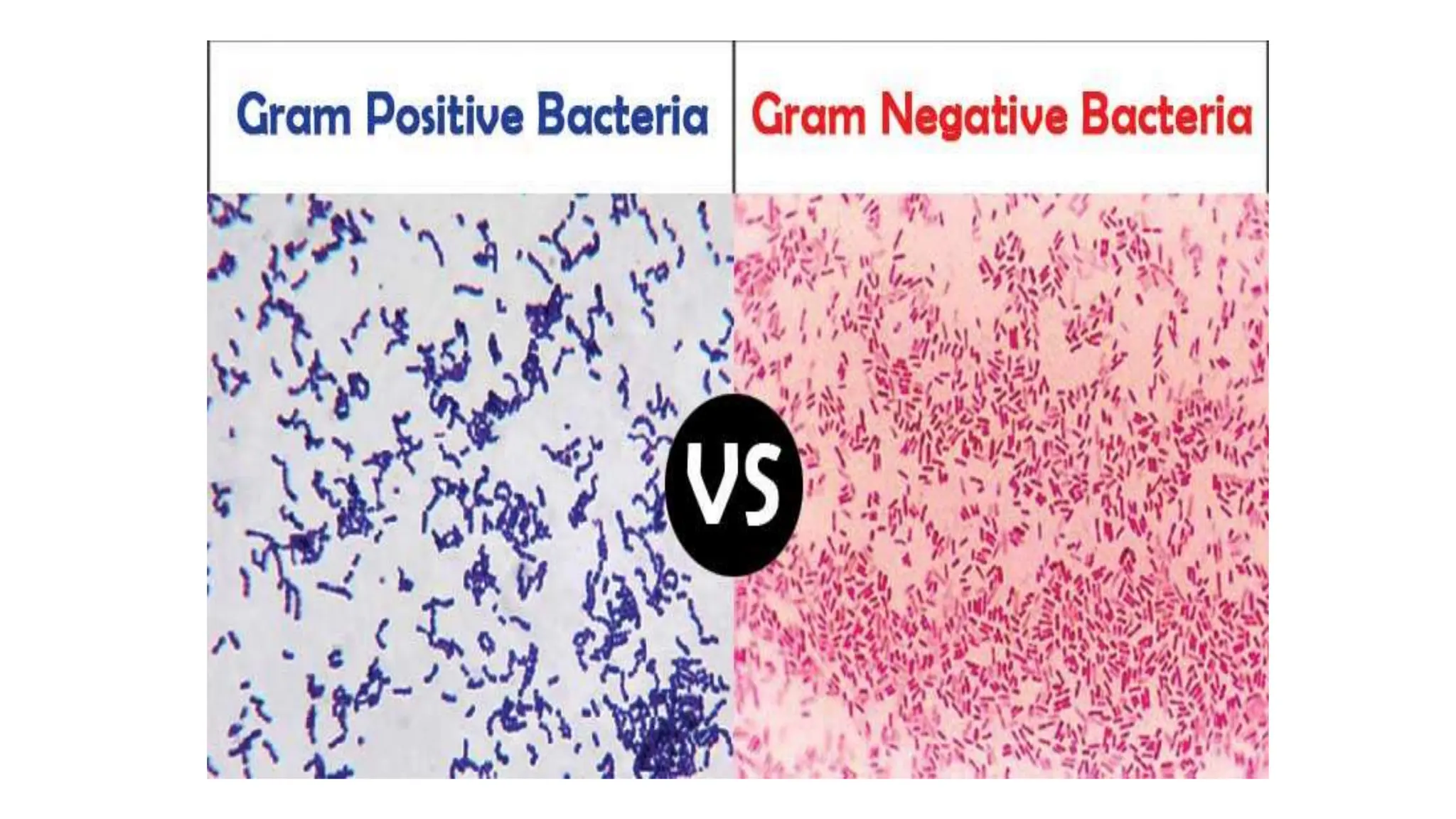 Gram staining technique for bacterial identification.ppt