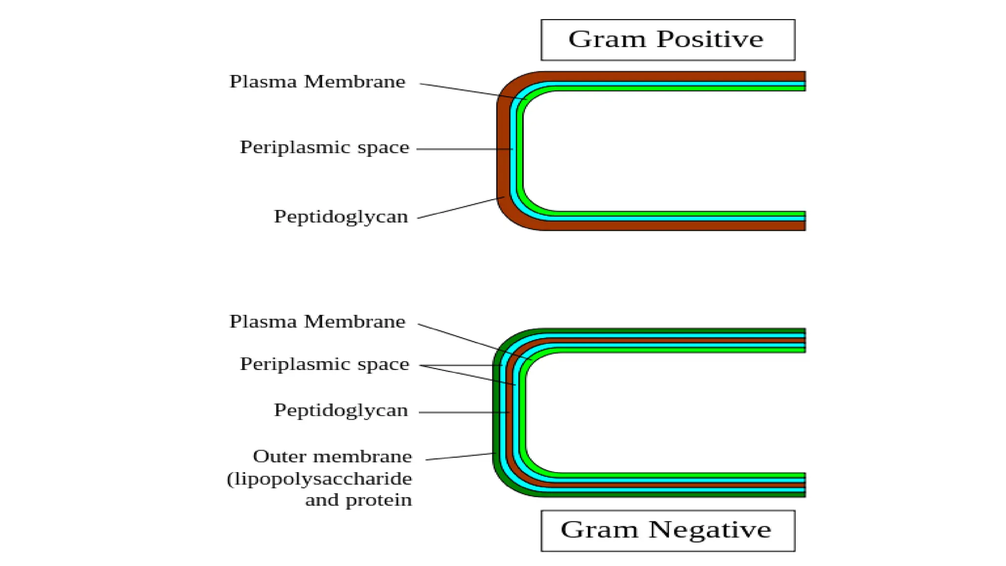 Gram staining technique for bacterial identification.ppt