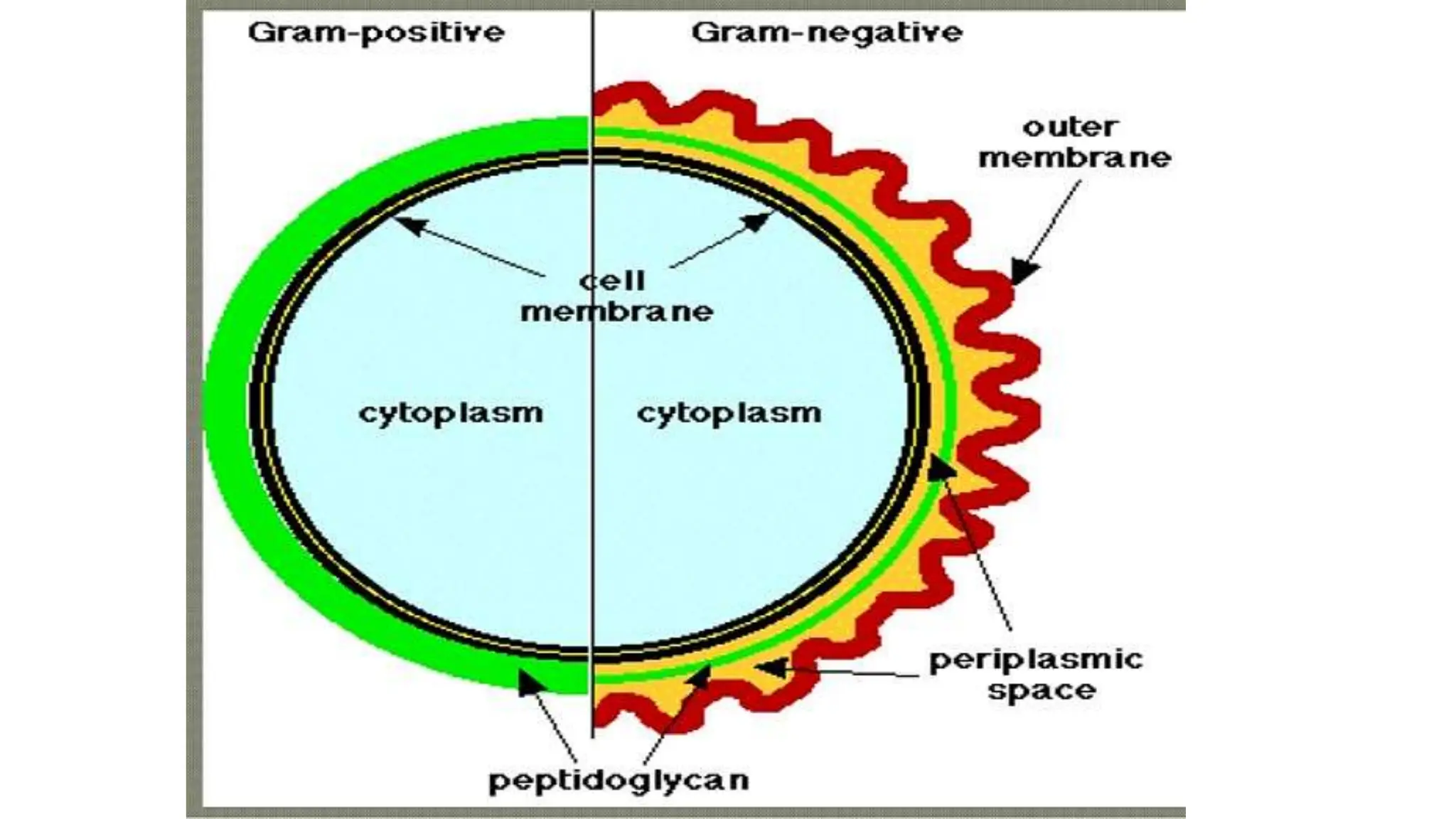 Gram staining technique for bacterial identification.ppt