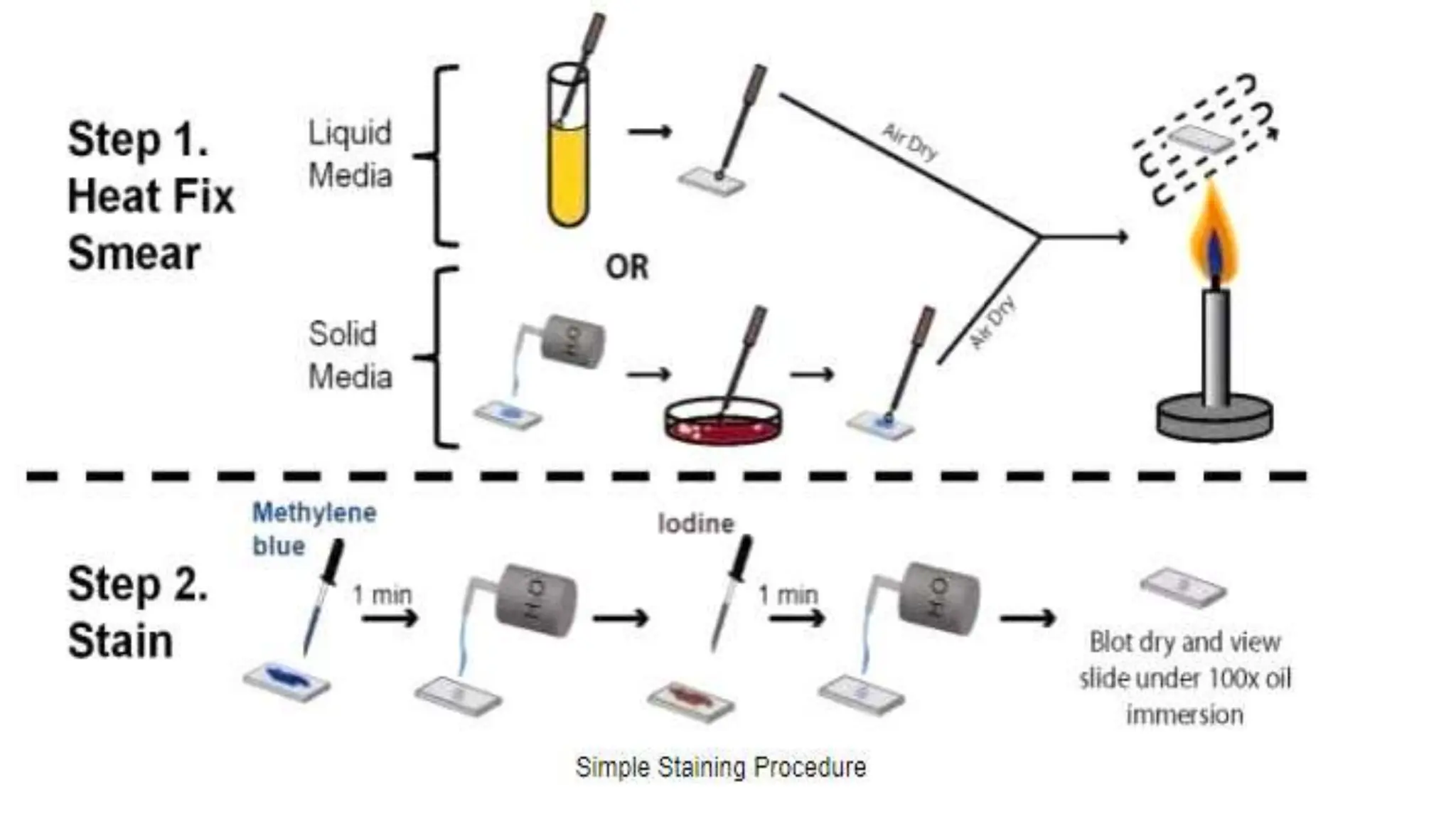 Gram Staining Technique For Bacterial Identificationppt