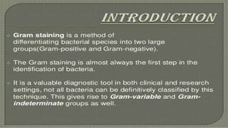 Gram staining technique for bacterial identification.ppt
