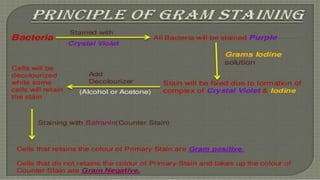 Gram staining technique for bacterial identification.ppt