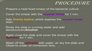 Gram staining technique for bacterial identification.ppt