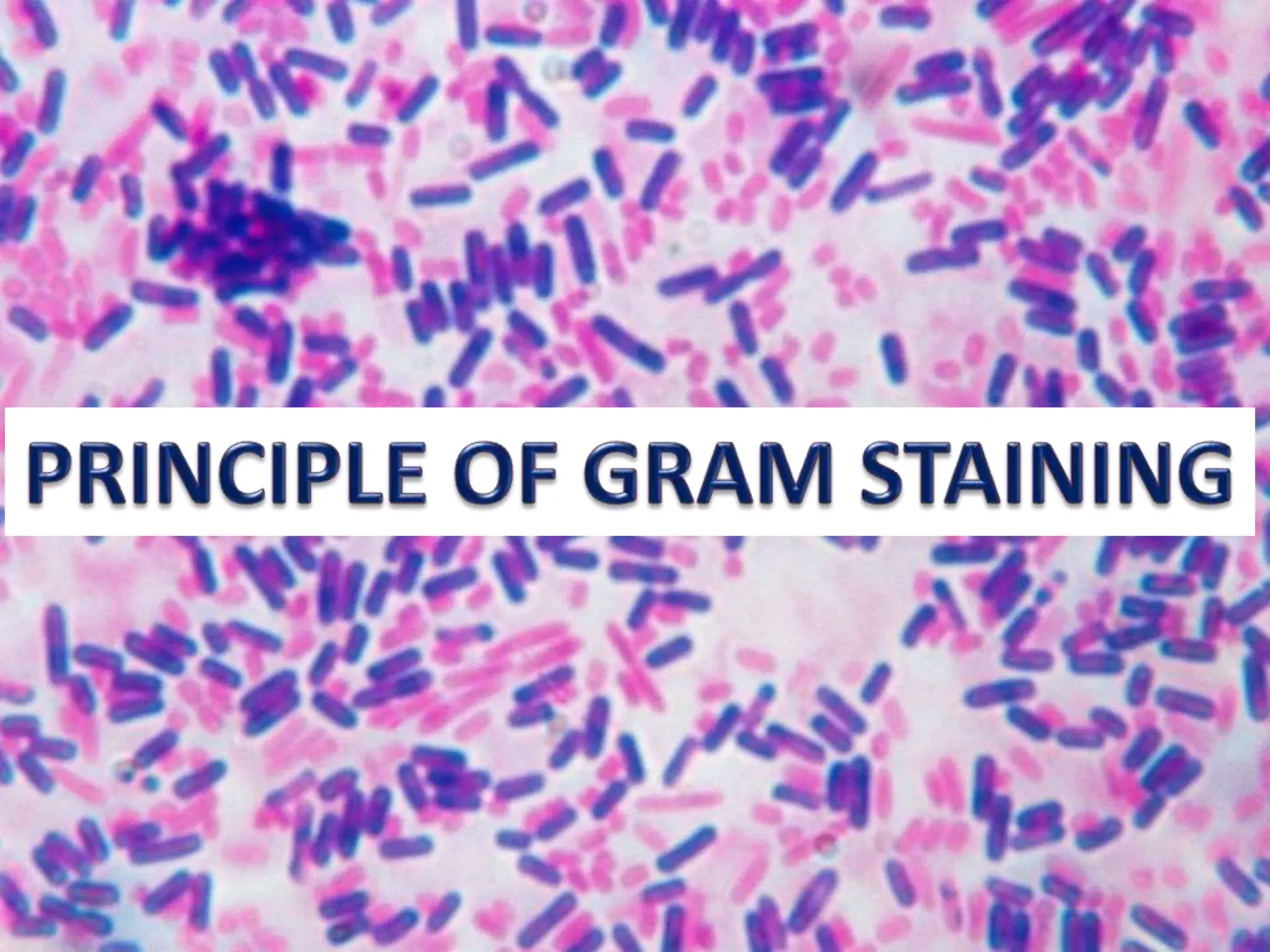 Presentation on Gram staining and modifications.pptx