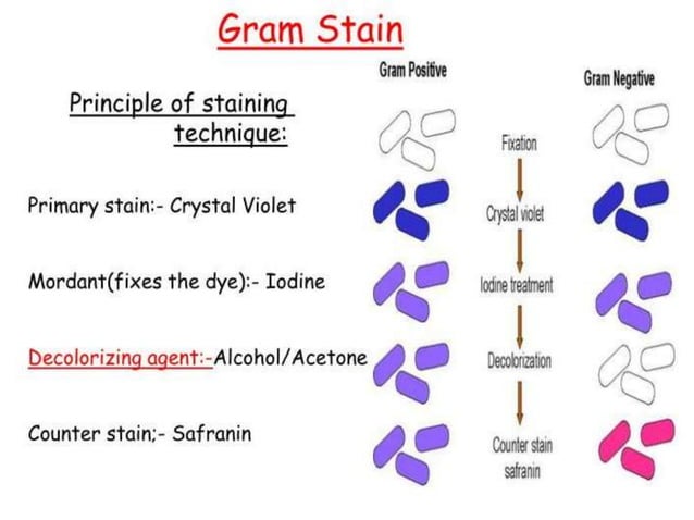Presentation on Gram staining and modifications.pptx