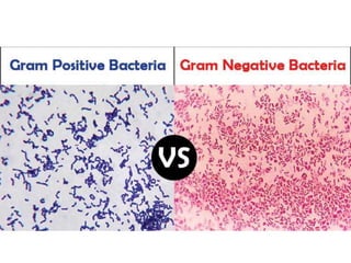 Presentation on Gram staining and modifications.pptx