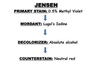 Presentation on Gram staining and modifications.pptx
